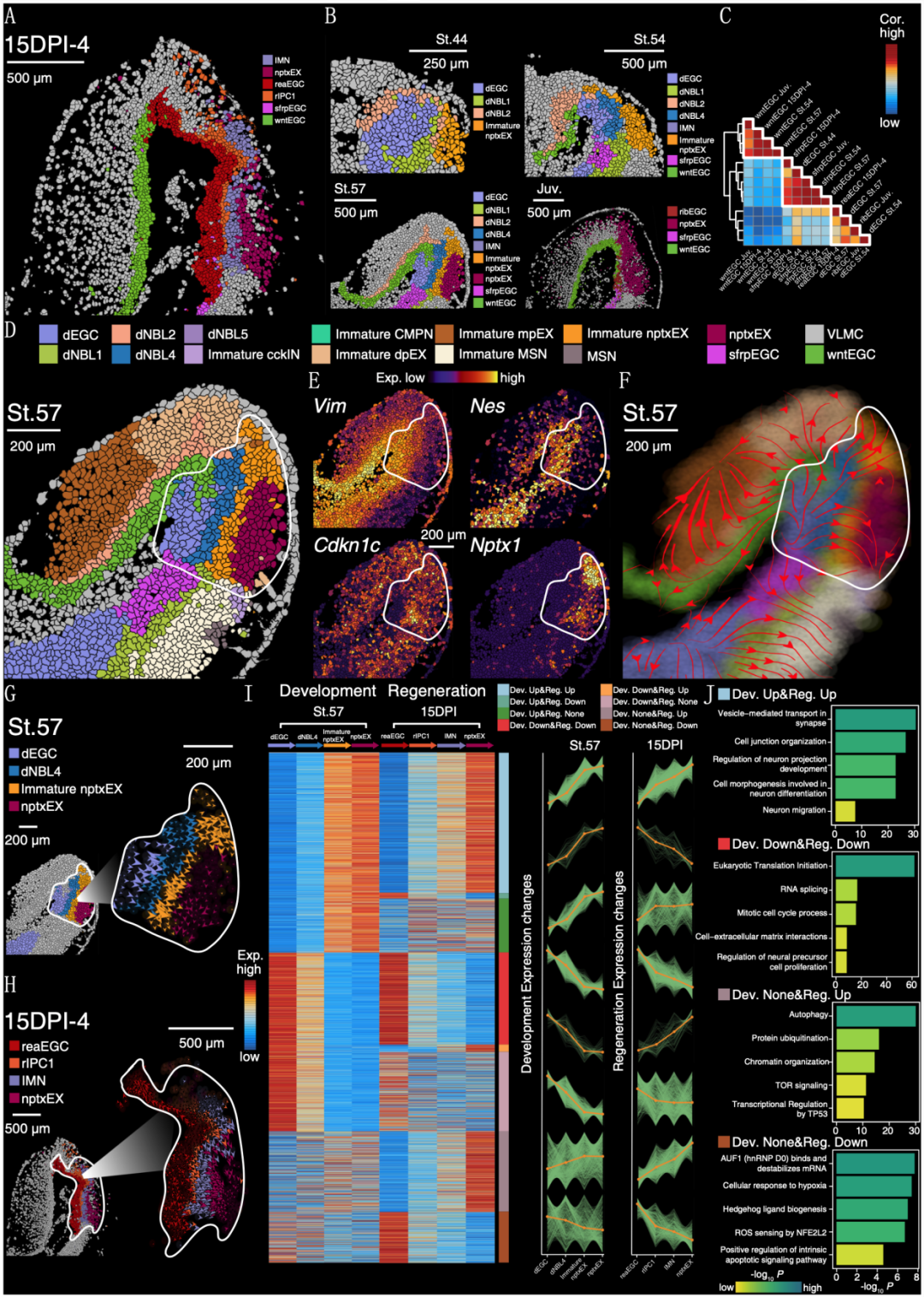 文献解读 | Science封面：Stereo-seq鉴定蝾螈端脑再生过程中的重要神经干细胞亚型 - 知乎