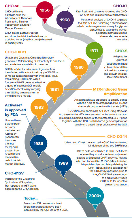 细胞界里最靓的仔-CHO（中国仓鼠卵巢细胞） - 知乎