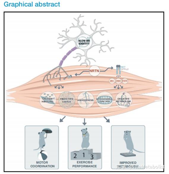 代谢学人--Cell Metabolism：红娘NRTN牵线肌肉-神经“慢-慢”人生路 - 知乎