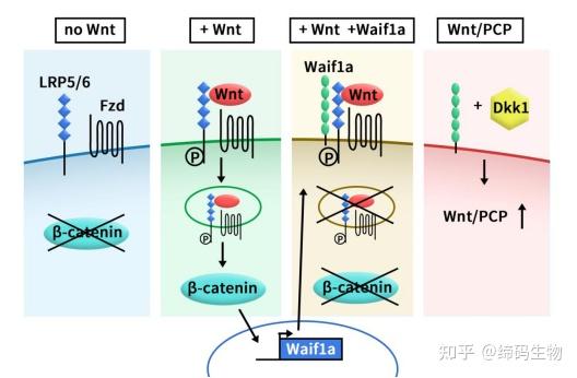5T4-解锁多条生物药赛道的实体瘤靶点 - 知乎