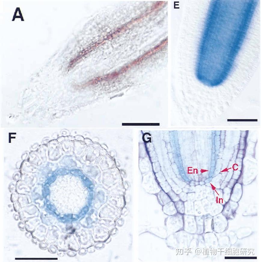 拟南芥根的发育---Radial patterning 1（SCR,SHR的发现和克隆） - 知乎