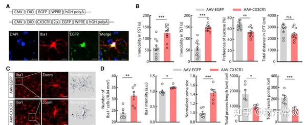 张智/晋艳/徐林联合团队揭示小胶质细胞过度吞噬引起青春期抑郁 - 知乎