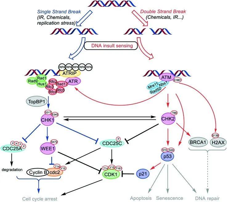 ATR抑制剂：点燃合成致死靶点新希望 - 知乎