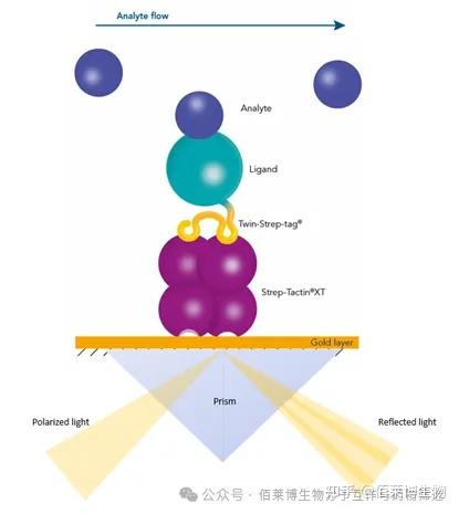 Cell顶刊方法学：Strep-Tag捕获+SPR/BLI动力学+MD模拟，全面剖析分子互作 - 知乎