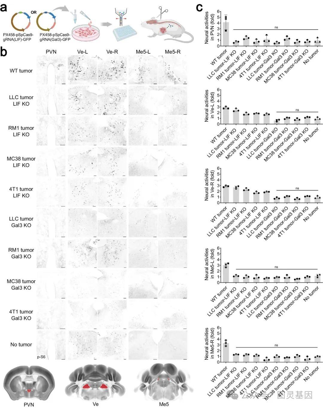 Cell Res ｜ 肿瘤挟持神经？北京大学杨竞团队报道癌细胞劫持神经信号 - 知乎