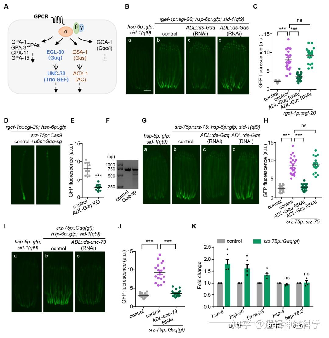 Dev Cell︱中国科学院遗传与发育生物学研究所田烨团队发现GPCR信号通路在一对感觉神经元中协调机体线粒体应激反应 - 知乎