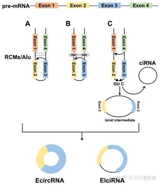 非编码RNA的新宠——circRNA - 知乎