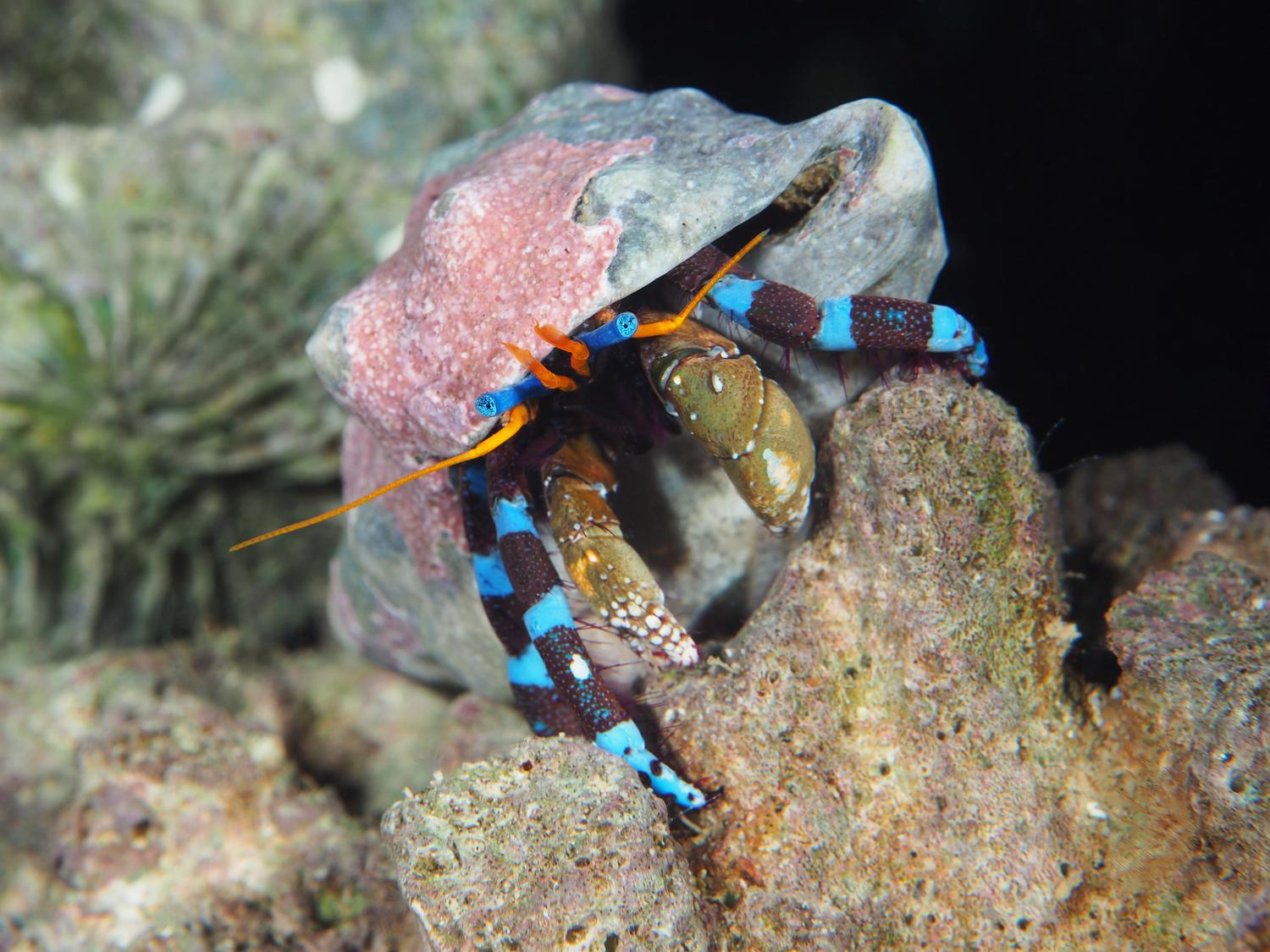 中国海寄居蟹总科图鉴 - 知乎