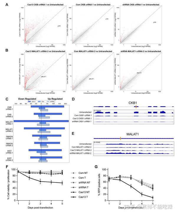 RNA靶向性的Type III CRISPR Cas家族 - 知乎