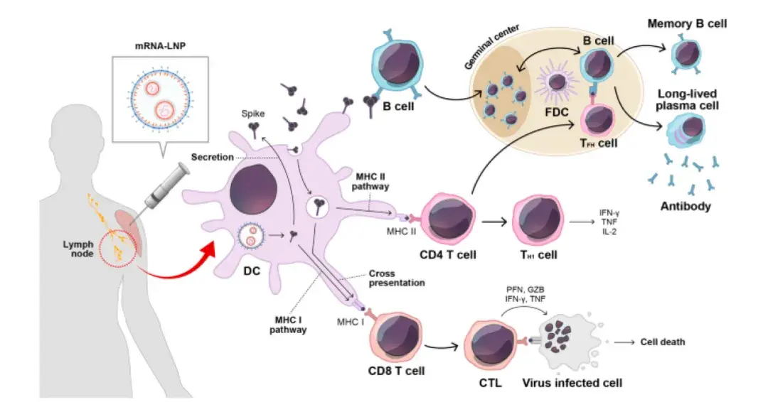 mRNA疫苗及药物修饰、递送、治疗和分析策略研究 - 知乎