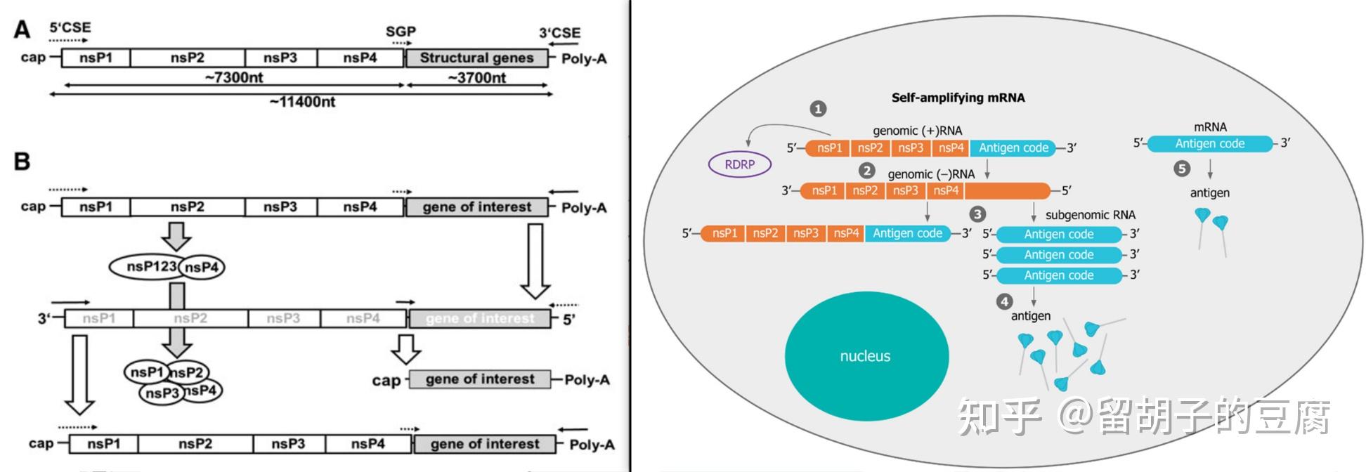 综述|自复制RNA质粒载体序列优化设计策略 - 知乎