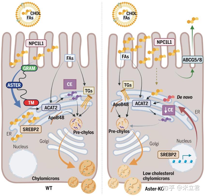 Aster依赖性非囊泡型转运促进膳食胆固醇摄取 - 知乎