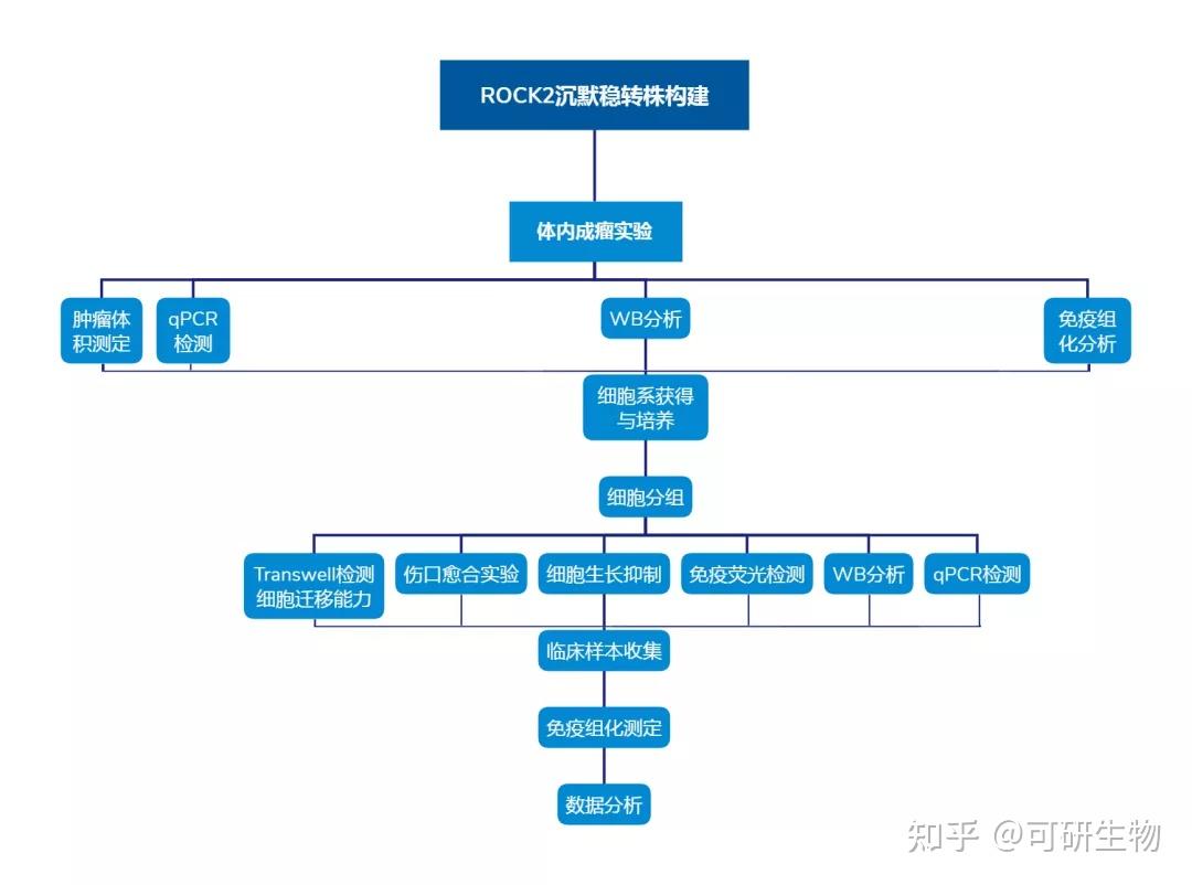 ROCK2缺失可通过调节YAP活性抑制骨肉瘤细胞的生长和转移潜能 - 知乎