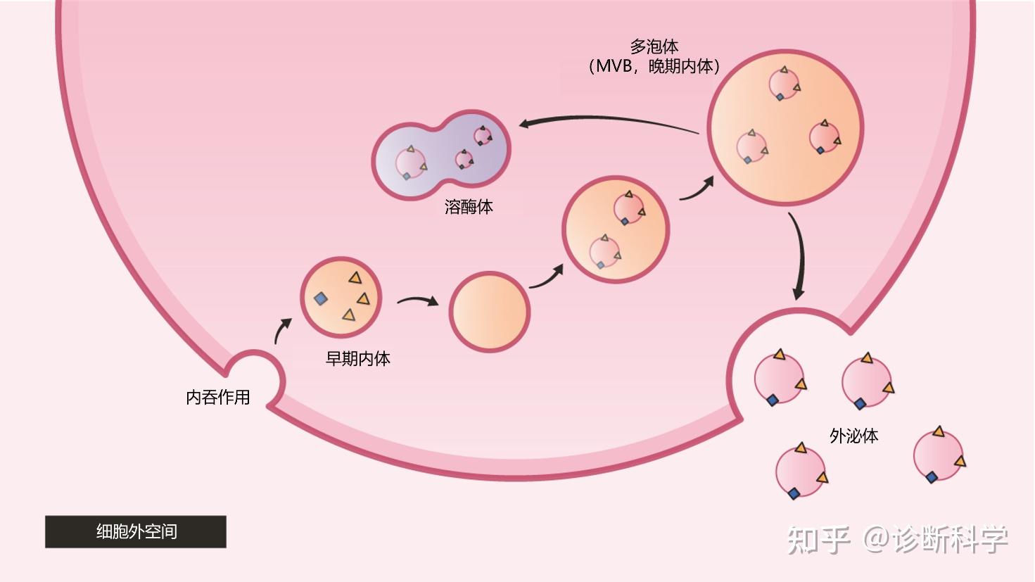 刘博谈 | 一文读懂外泌体 - 知乎