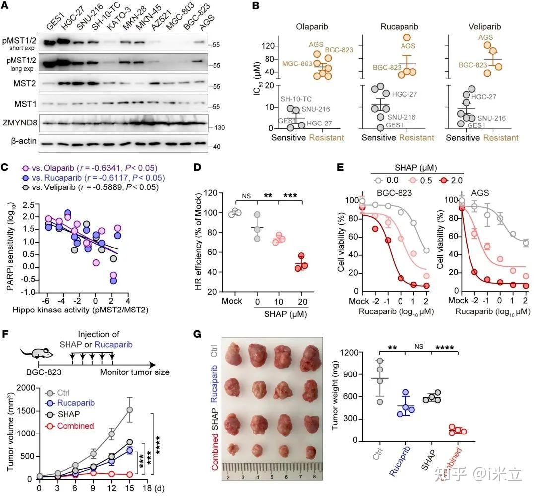 IF:19.456｜Hippo-STRIPAK和PARP联合靶向导致胃肠道癌症合成致死 - 知乎