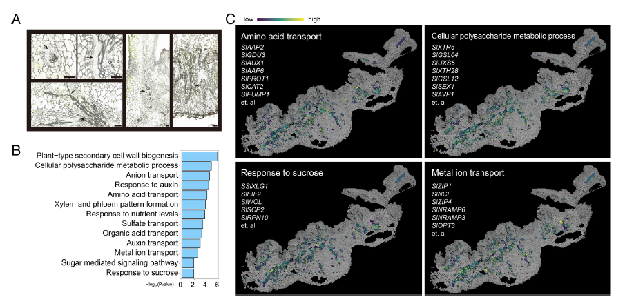 PNAS | Stereo-seq揭示番茄愈伤组织的芽再生空间转录组图谱 - 知乎