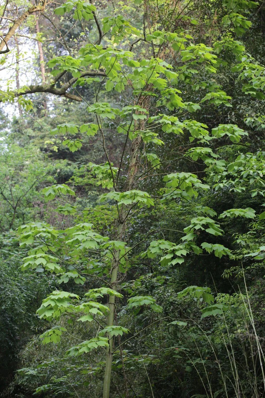 植物与人类关系之：歌曲中的植物 - 知乎