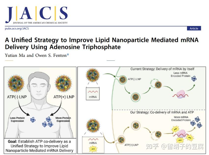 共递送ATP提升mRNA-LNP细胞内蛋白表达水平数十倍 - 知乎