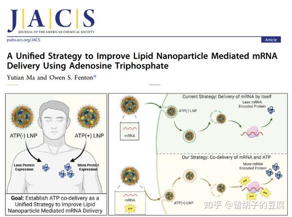 共递送ATP提升mRNA-LNP细胞内蛋白表达水平数十倍 - 知乎