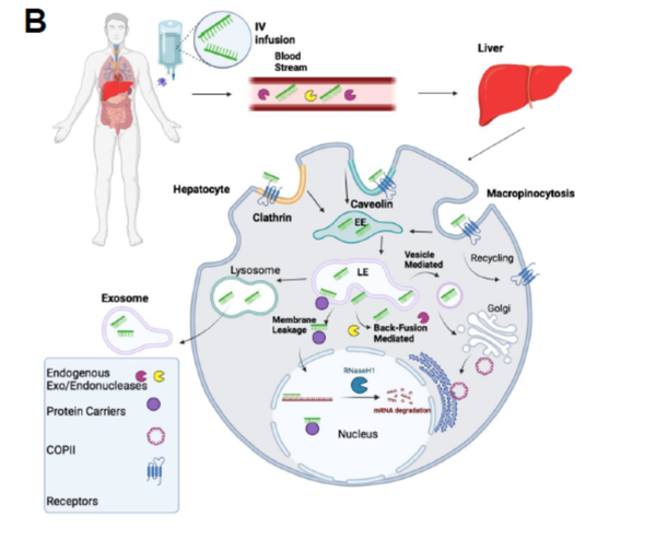 解读 │ FDA 批准的反义寡核苷酸药物的吸收、分布、代谢和排泄特征 - 知乎
