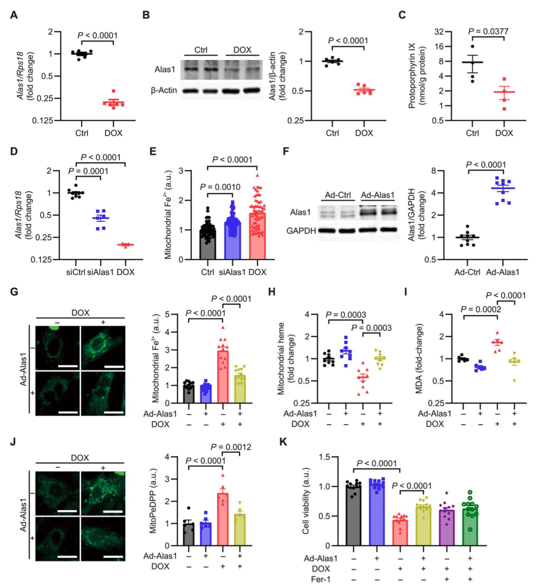 Science子刊丨阿霉素通过诱导铁死亡导致心肌毒性 - 知乎