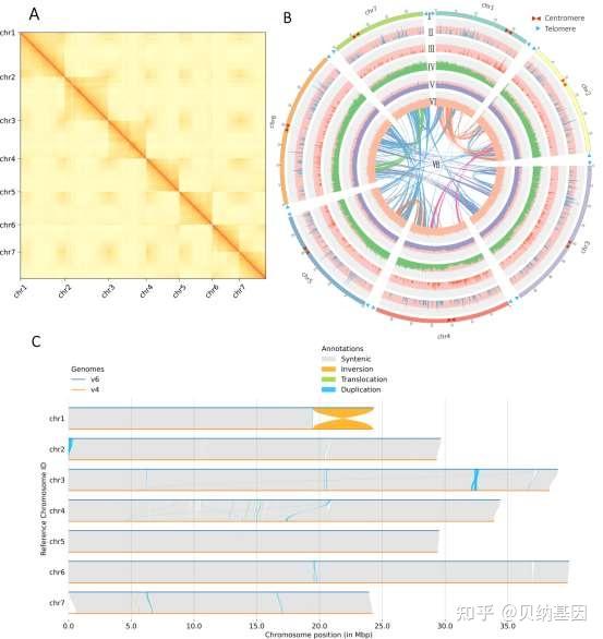 T2T基因组项目文章 | 园艺顶刊HR发表草莓属首个T2T基因组揭示草莓基因组进化和栽培八倍体草莓起源 - 知乎