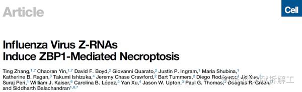 【Cell论文拆解】流感病毒的Z-RNA可诱导ZBP1介导的细胞坏死 - 知乎