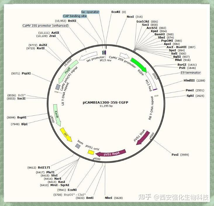 pCAMBIA1300-35S-EGFP Plant Expression Vector的应用领域和优势 - 知乎