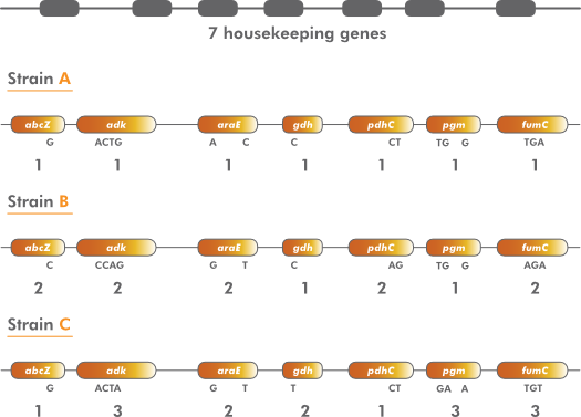 【bionumerics应用05】多位点序列分析（MLST）分析 - 知乎