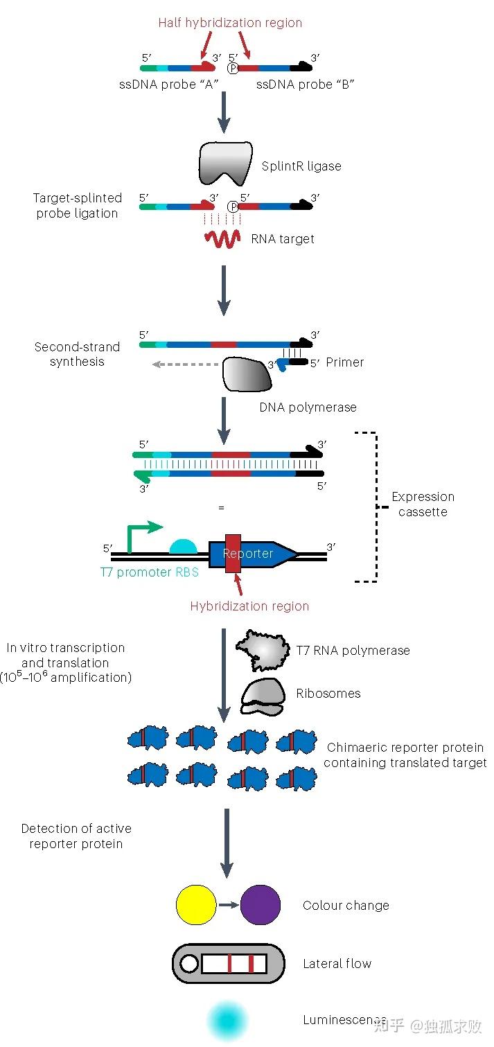 PBCV DNA Ligase（SplintR连接酶），连接性能远超T4 连接酶，适用于原位测序和高灵敏RNA 检测 - 知乎