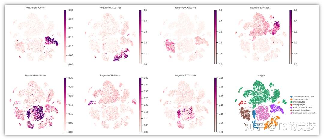 pySCENIC单细胞转录因子分析更新(2)：python版分析及可视化 - 知乎