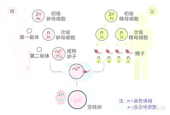 胚胎染色体异常可以避免吗 知乎