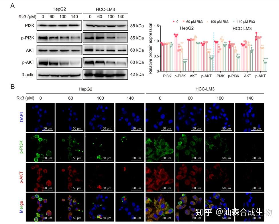 人参皂苷Rk3-新PI3K/AKT靶向治疗剂，可调节肝细胞癌的自噬和细胞凋亡 - 知乎