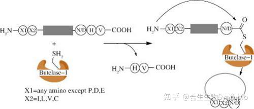 多肽合成新方法简介 - 知乎