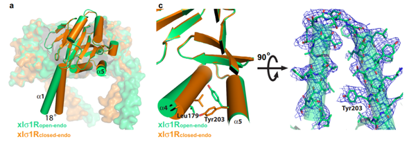 Nat Commun︱周小明/孙子宜团队根据Sigma-1受体开放式构象揭示其配体进入途径的分子机制 - 知乎