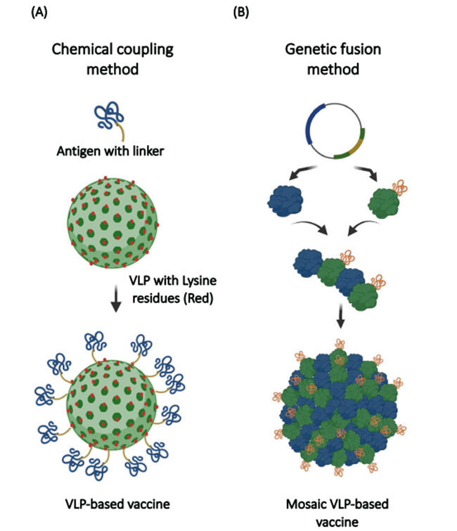 【耀文解读】病毒样颗粒（VLP）疫苗的研究现状(2)：VLP预防性疫苗研发进展 - 知乎
