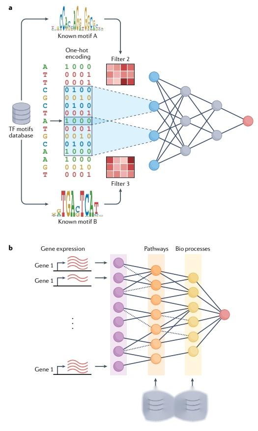 Nat. Rev. Genet. | 通过可解释人工智能从深度学习中获得遗传学见解 - 知乎