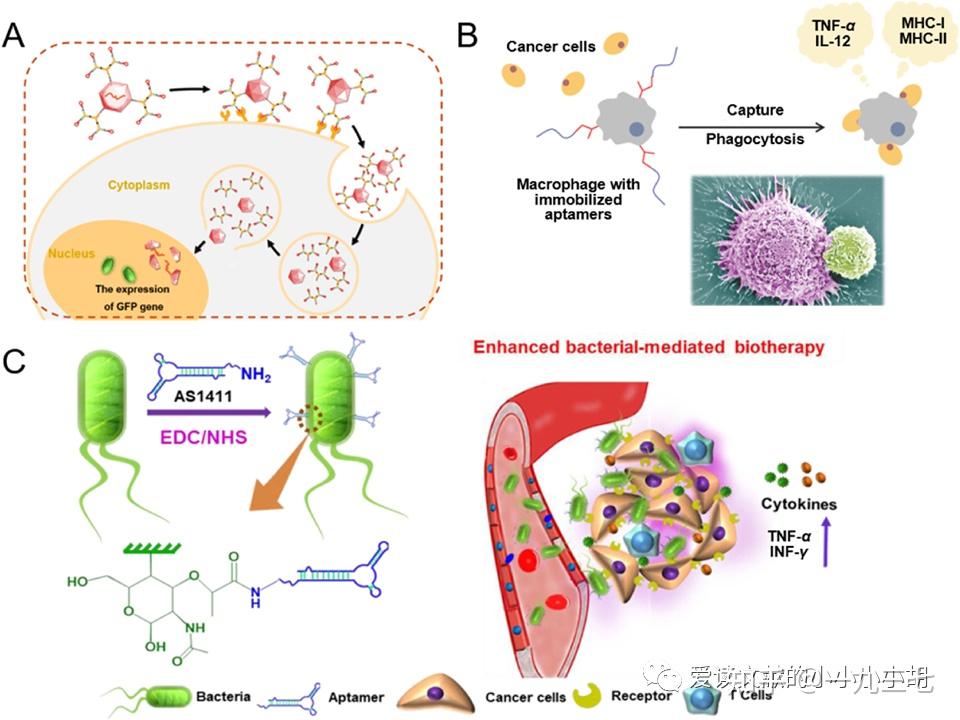 核酸适体偶联药物（ApDC）在肿瘤治疗中的最新进展 - 知乎