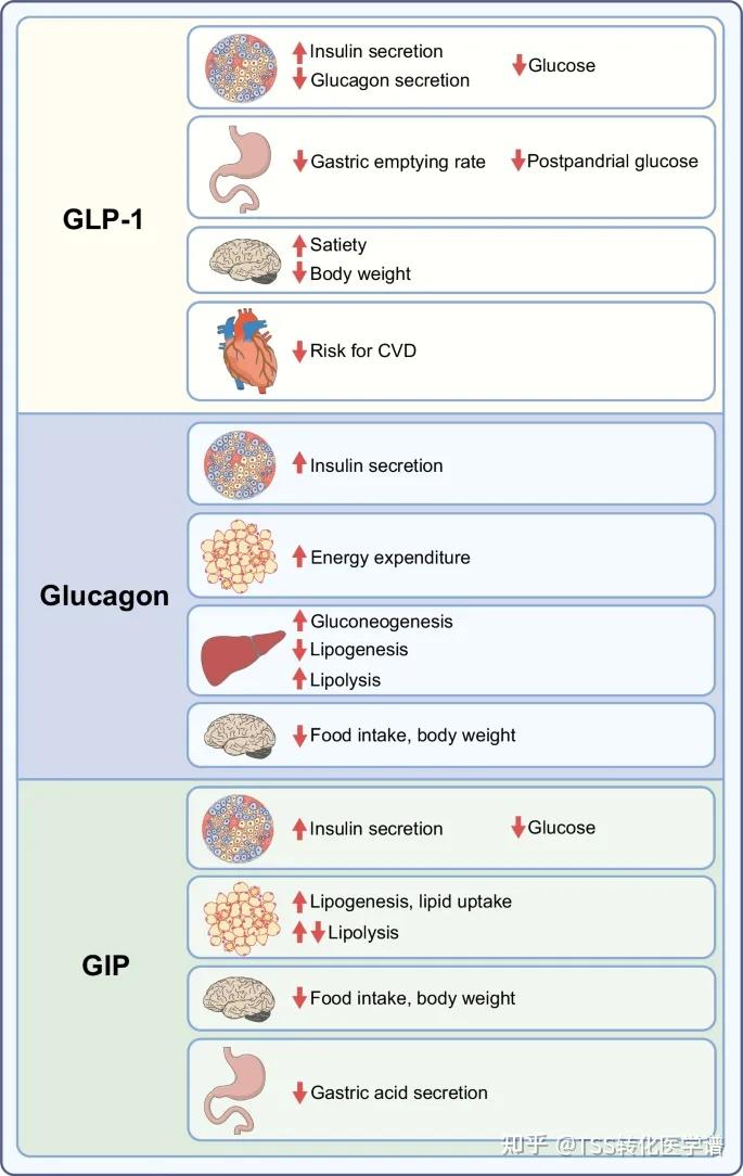 【Diabetologia】基于胃肠道激素的药理学：代谢类疾病治疗的新疗法和未来可能性 - 知乎