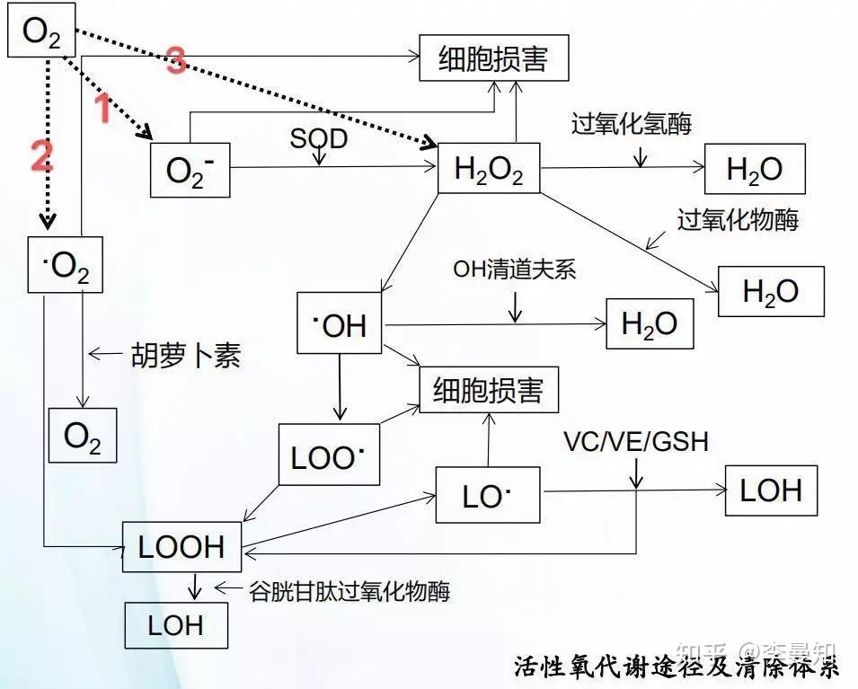 什么是抗氧化?如何有效抗氧化? 知乎