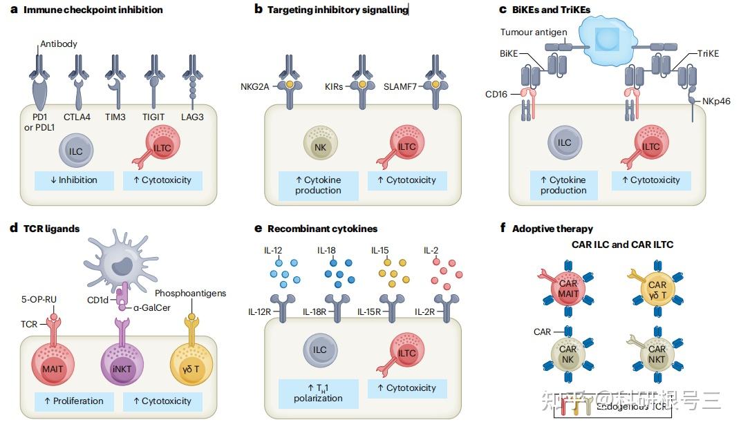 固有淋巴细胞(ILCs)和固有样T细胞(ILTCs)的分类、作用机制以及癌症免疫治疗 - 知乎