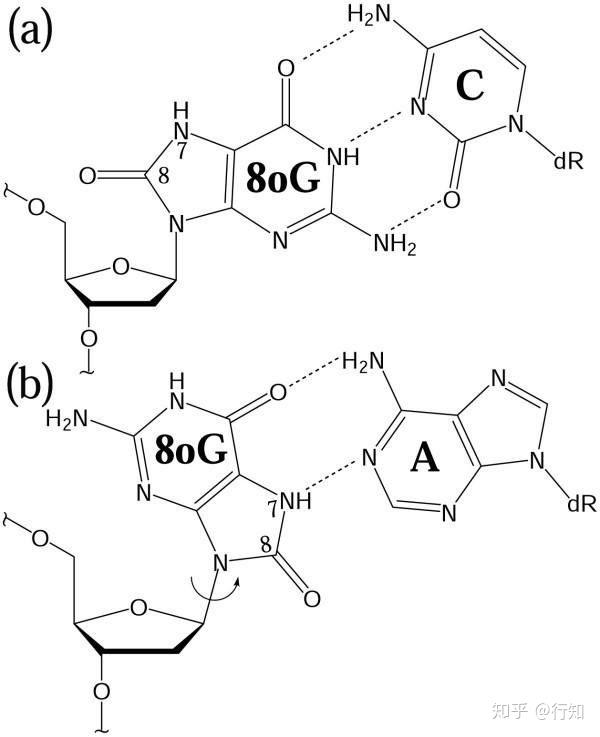 请问碱基对一共有几种？解释是什么？ - 知乎