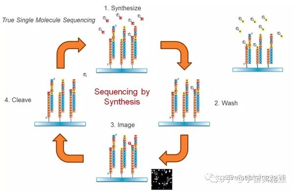 三代测序入门：技术原理与技术特点 - 知乎