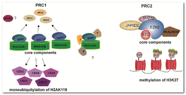 浅谈EED抑制剂研究进展：诺华MAK683被弃，APG-5918、HJM-353先后进入临床 - 知乎