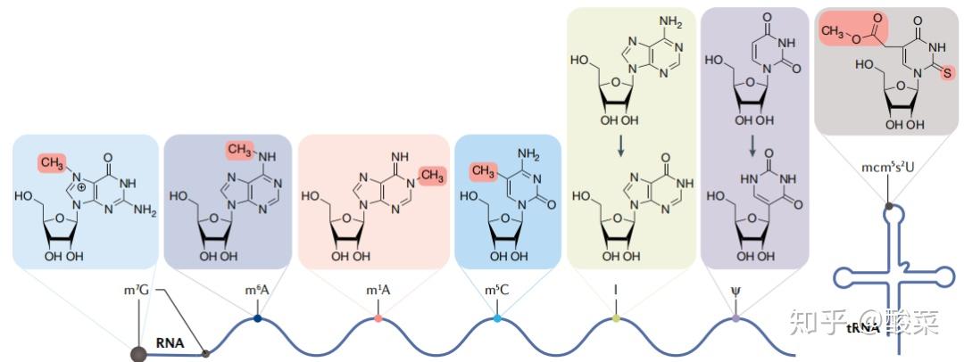 CNS热点、国自然热门，m6A的前世今生 - 知乎