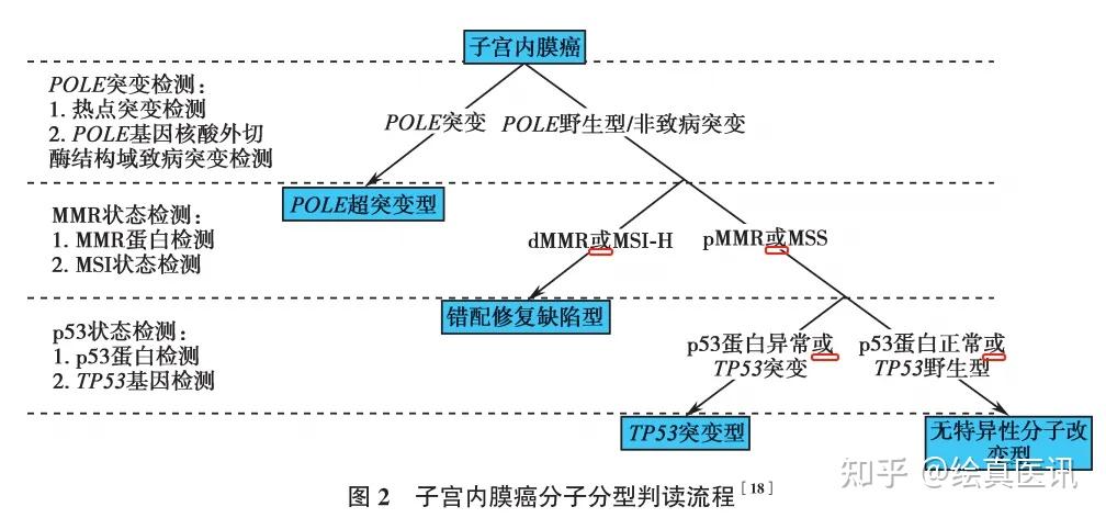 “绘”解读 真报告丨子宫内膜癌检出POLE+TP53共突变，分子分型评估里有学问！ - 知乎