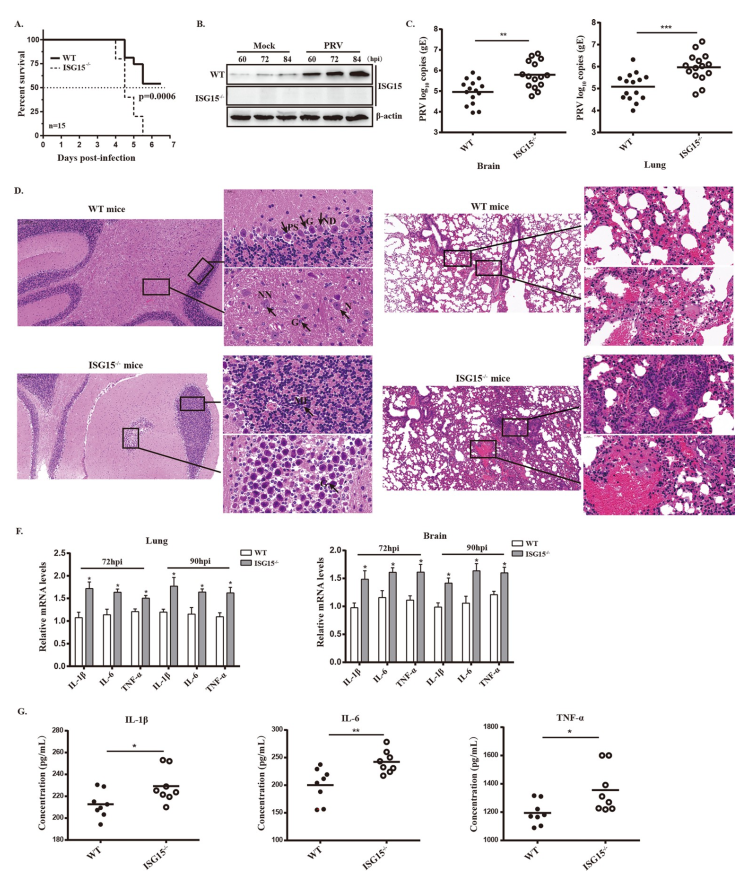 Plos Pathogens︱河南农业大学刘慧敏/陈陆团队揭示游离态ISG15抑制PRV复制的分子机制 - 知乎