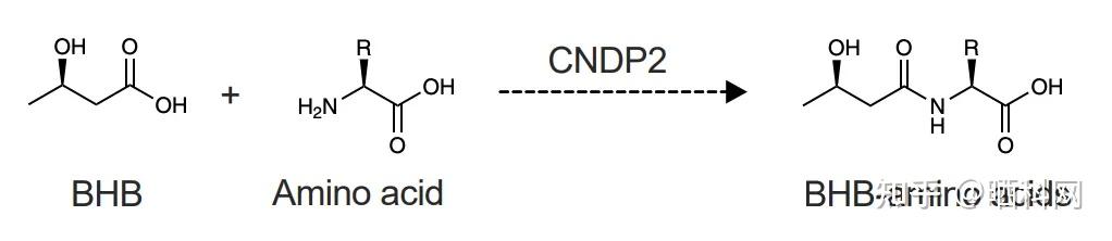 Cell：徐勇团队等发现这种人体产生的天然代谢物，能够抑制食欲、帮助减肥 - 知乎