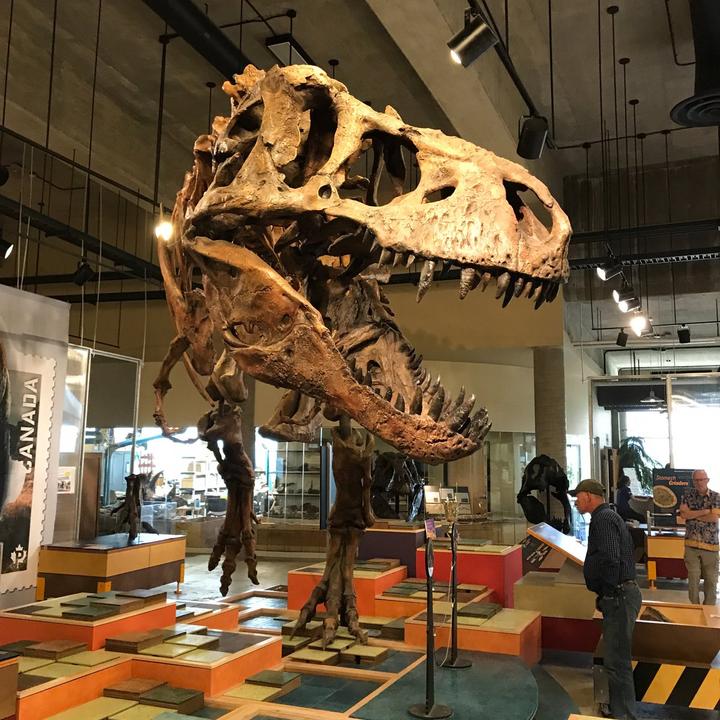 古生物学家在加拿大发现最大霸王龙化石 - 知乎