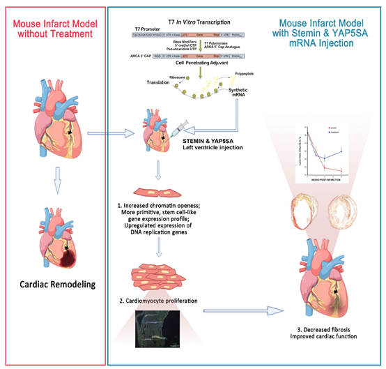 【耀文解读】mRNA篇|mRNA驱动心肌细胞的再生 - 知乎